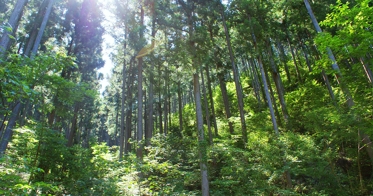 more treesが目指すこと | more treesについて | 一般社団法人more trees