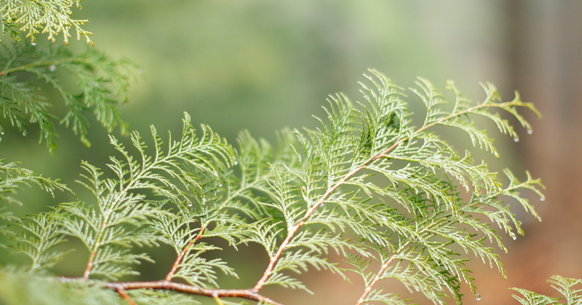 創立者・代表メッセージ／スタッフ紹介／賛同人のみなさま | more treesについて | 一般社団法人more trees
